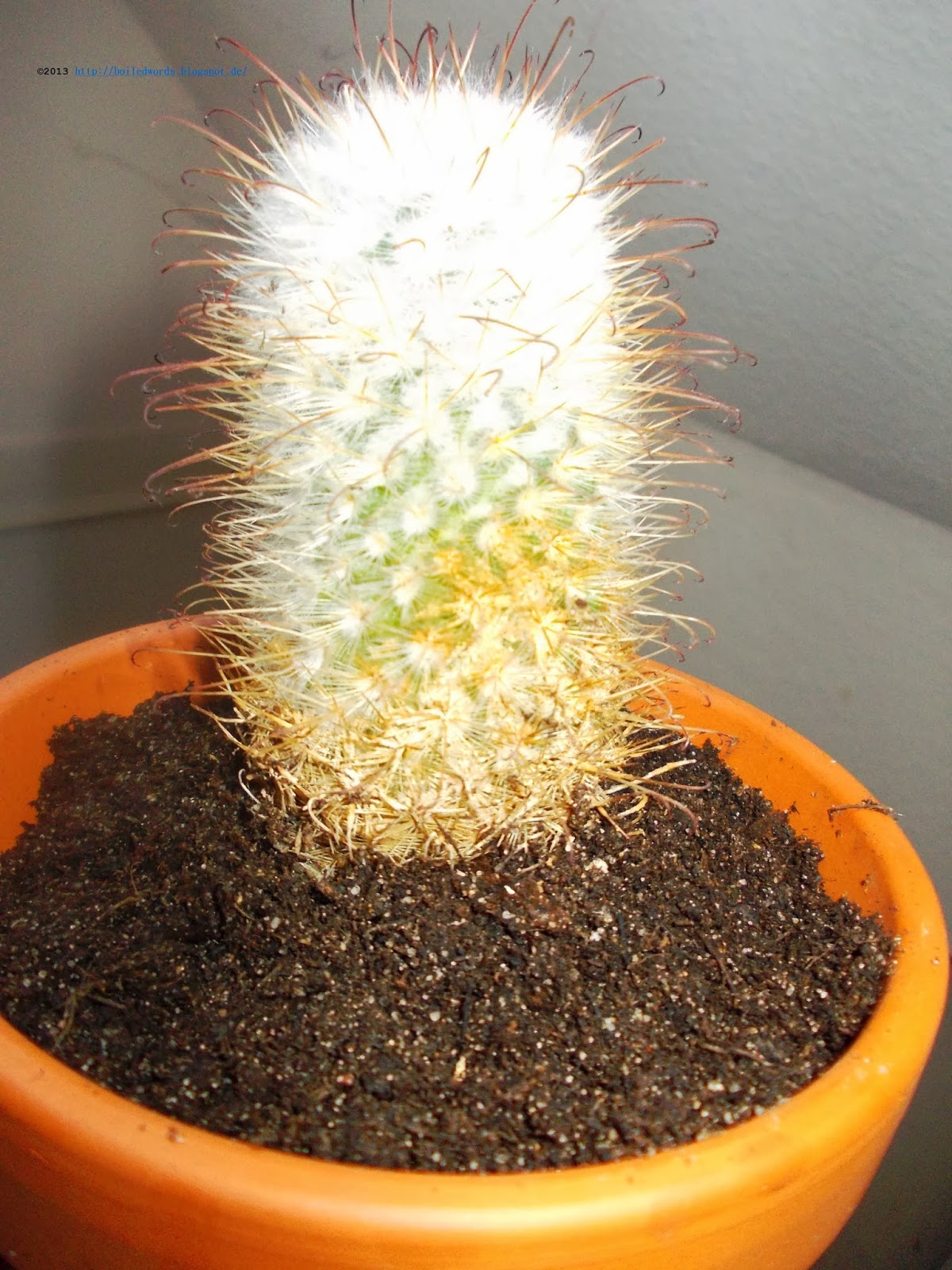 Boiled Words - Daily inspiration for the creative woman: DIY tips ...