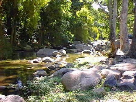 CAMINANDO POR EL BOSQUE: BOSQUES VENEZOLANOS
