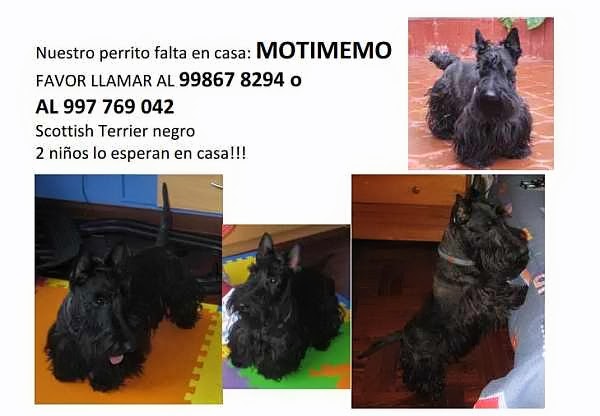 Ayudame a volver a casa: MotiMemo perrito scottish terrier SIGUE ...