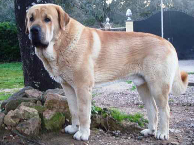 razas de perros: 3O-MASTIN ESPAÑOL