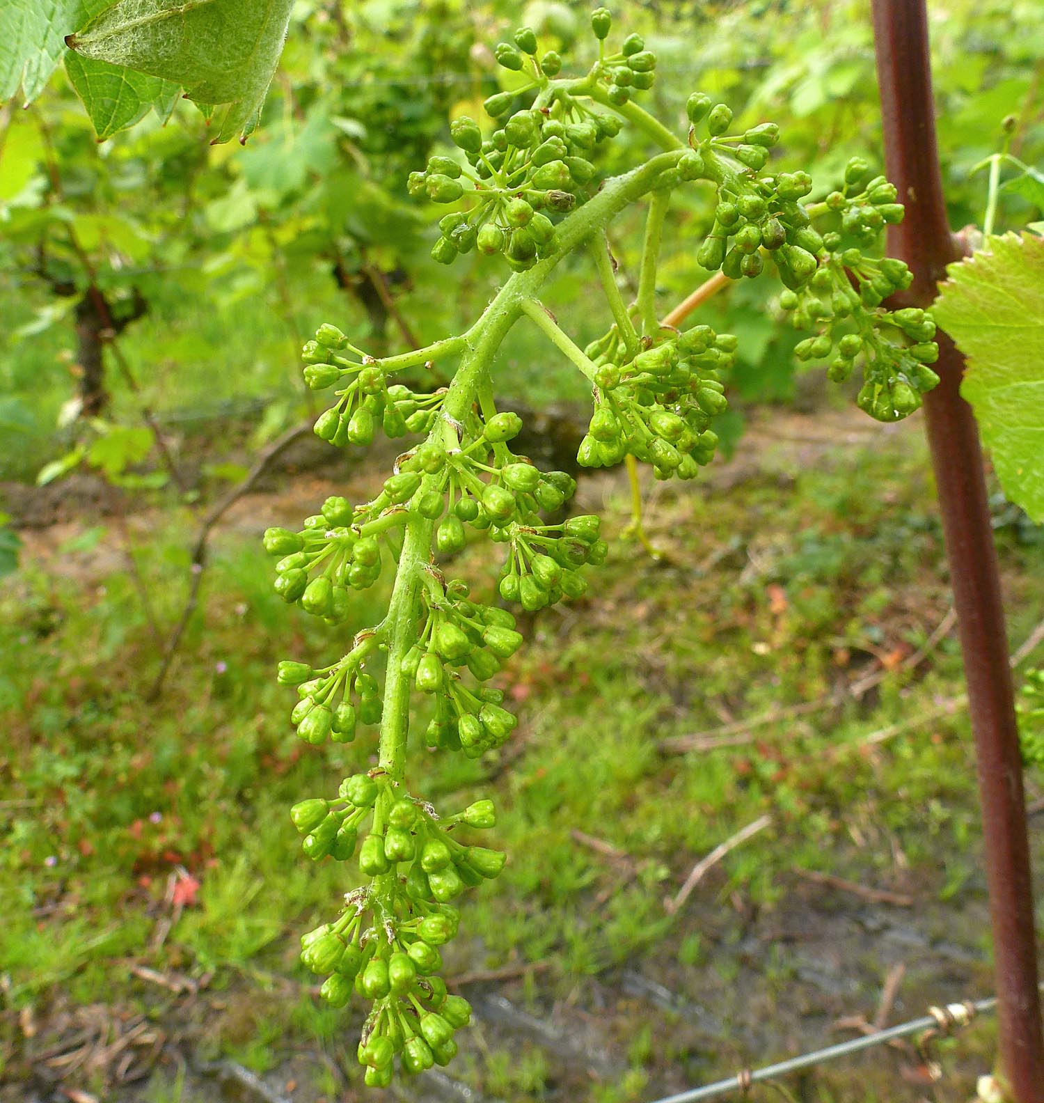 Living the life in Saint-Aignan: Grape flower stalk