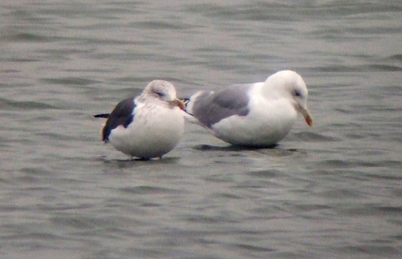 Birdwatch ID Blog: Roosting Caspian Gulls