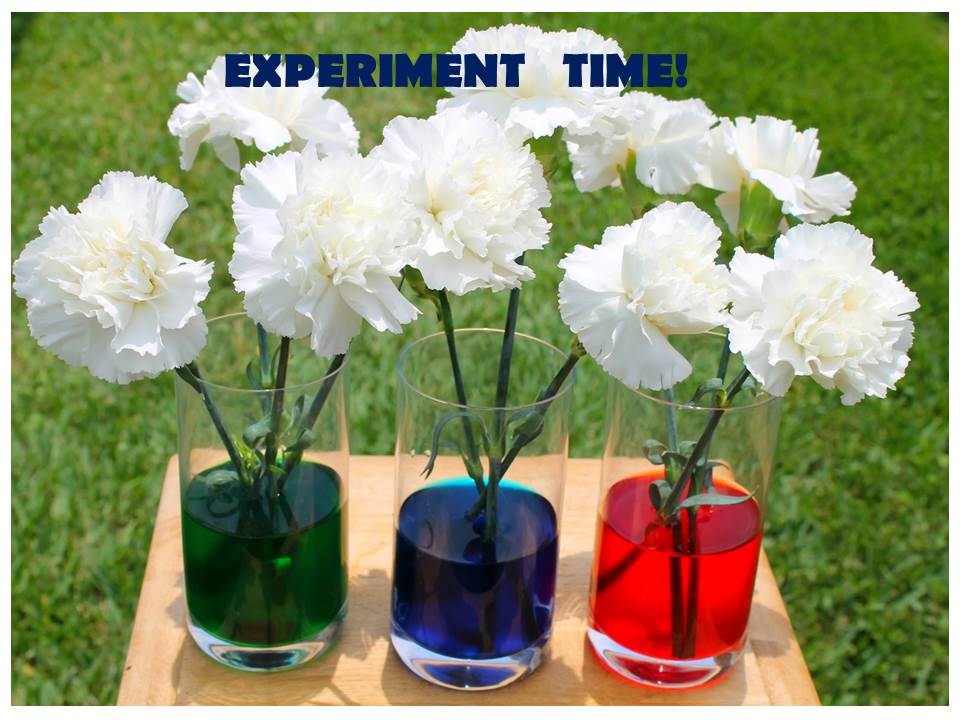 .: Experiment Time!