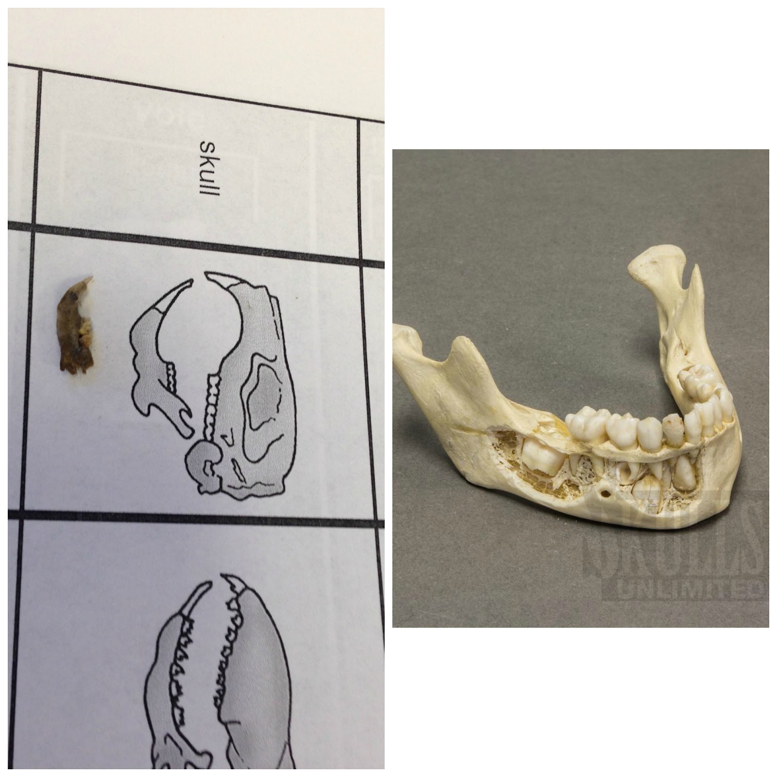 The Best of Anatomy: Owl Pellet Dissection