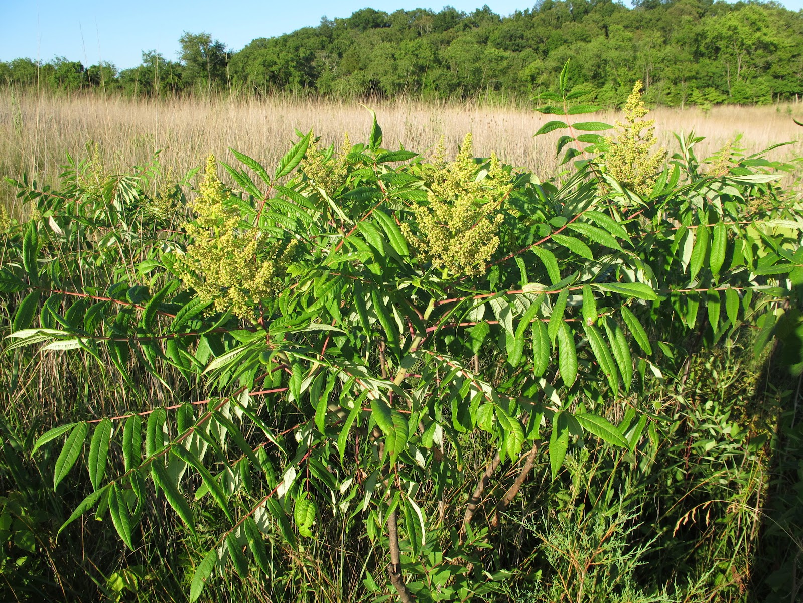 Blue Jay Barrens: Smooth Sumac Insects
