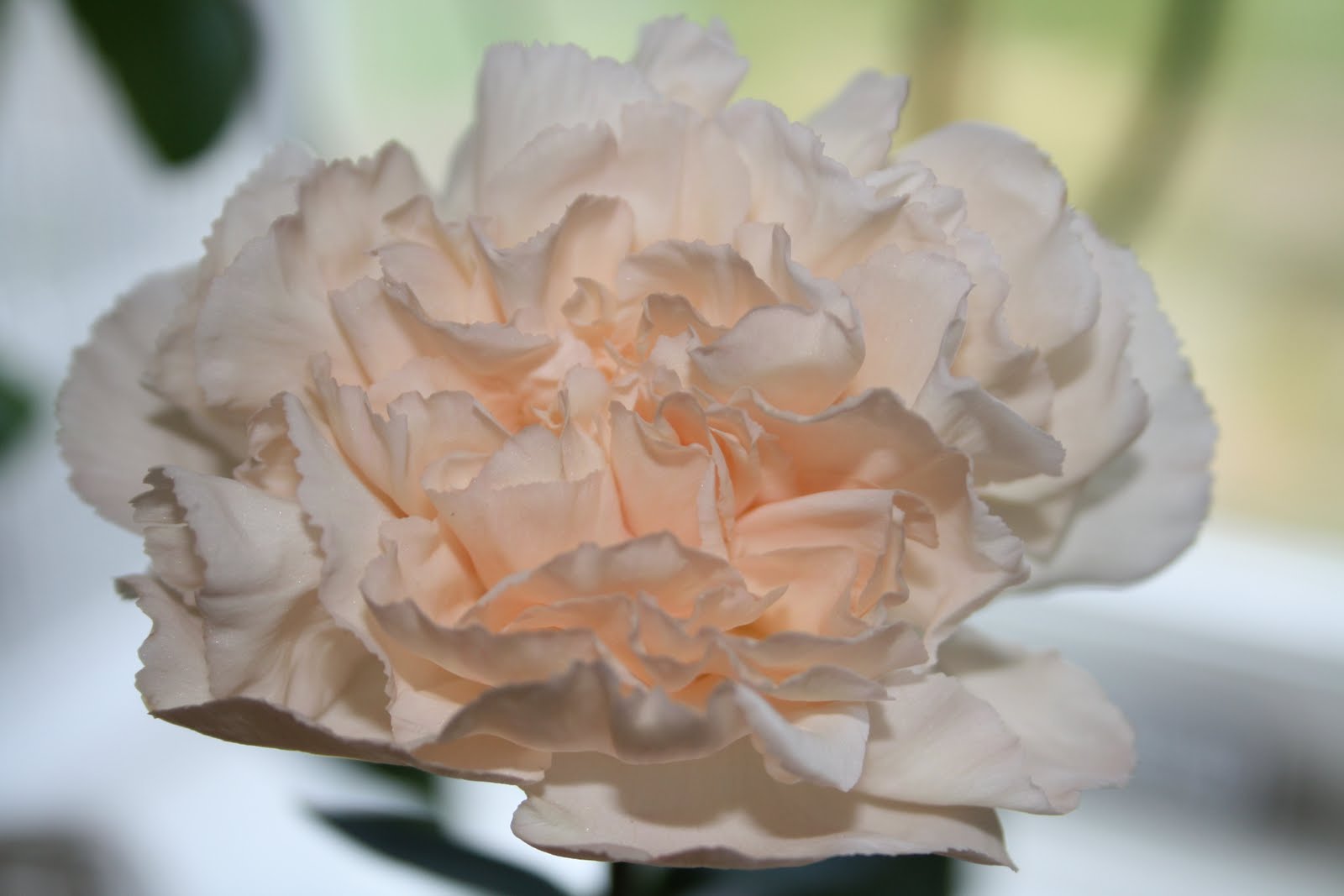 Lantligt i smultronbacken - my home: Nejlika