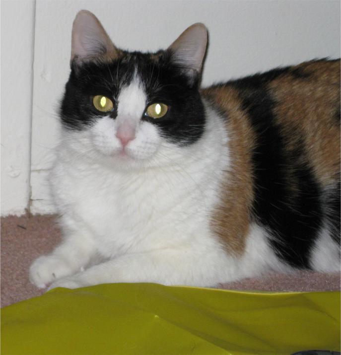 World’s Creepiest Cat Legends