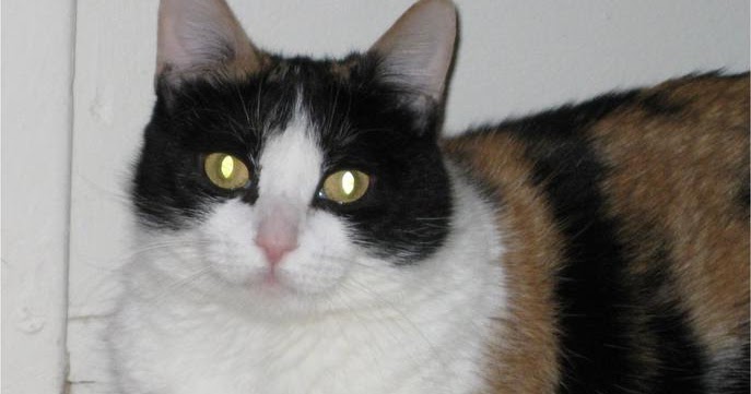 World’s Creepiest Cat Legends