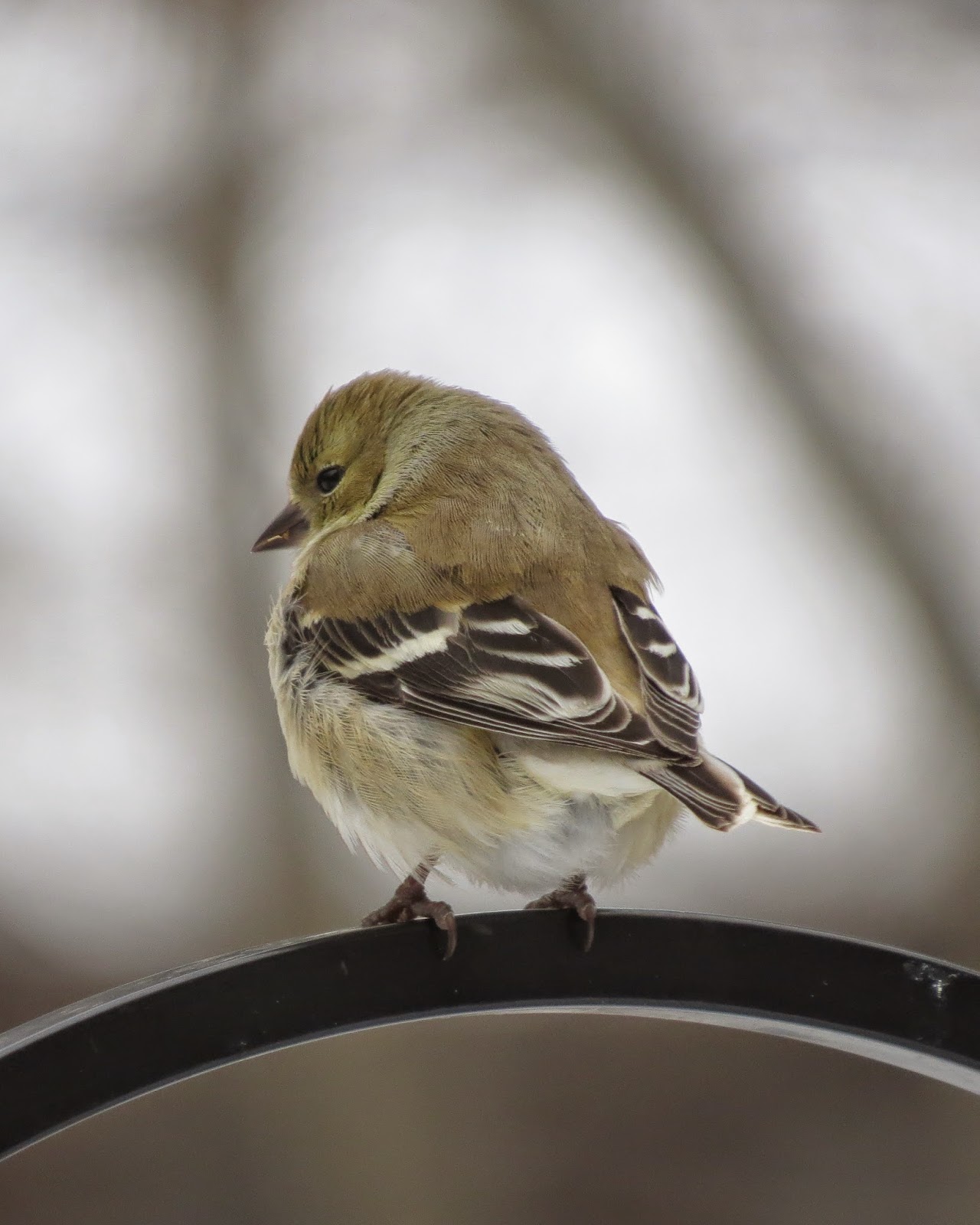 Things with Wings: Puffed Up Bird Contest