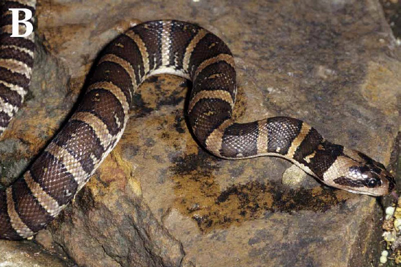 Species New to Science: [Herpetology • 2012] Homalopsis mereljcoxi ...