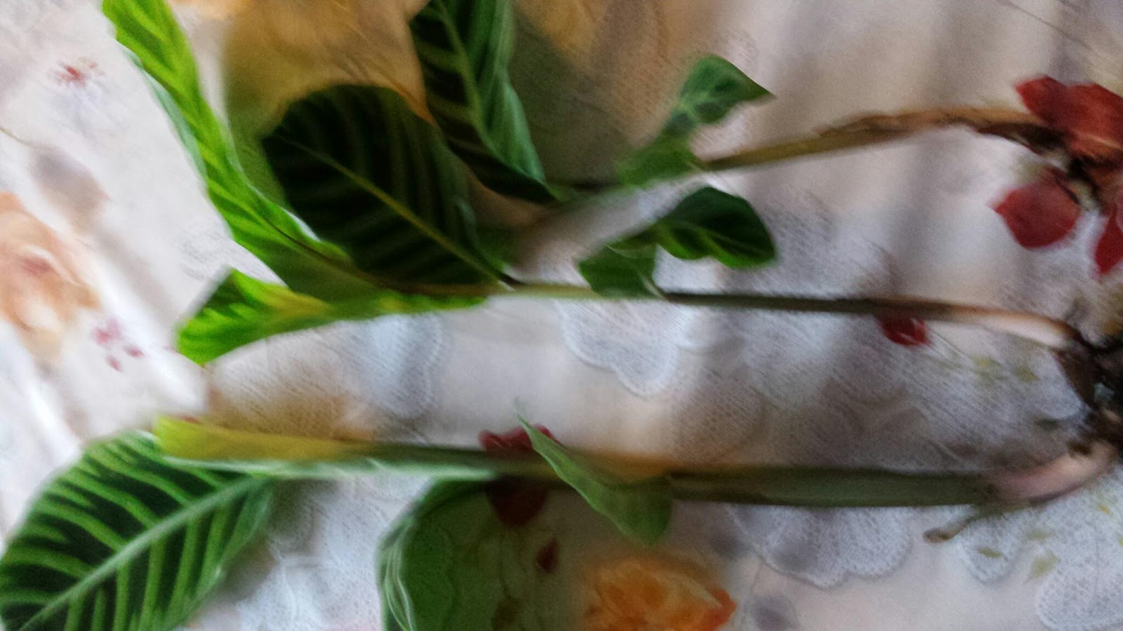 Van Stekkie tot Plant: Stek je Calathea!