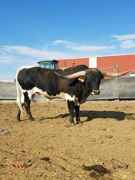 The Gardner Cattle co: Bulls