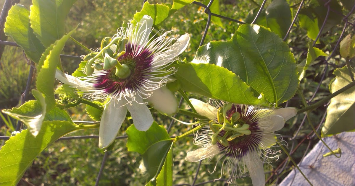 kebuntepipagar: Seindah Bunga Markisa yang Sedang Mekar