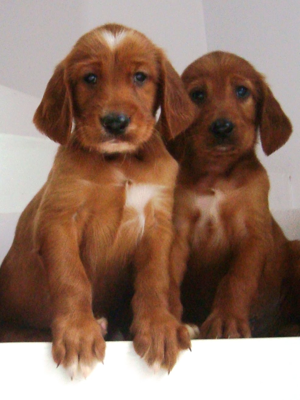 Nós, os Cachorros - No Japão: Raças de Cachorro: Setter Irlandês