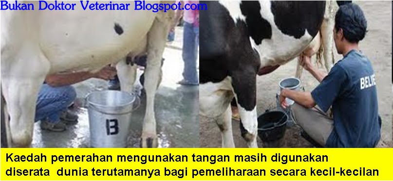 bukan doktor veterinar: Proses Pemerahan Susu Lembu Tenusu
