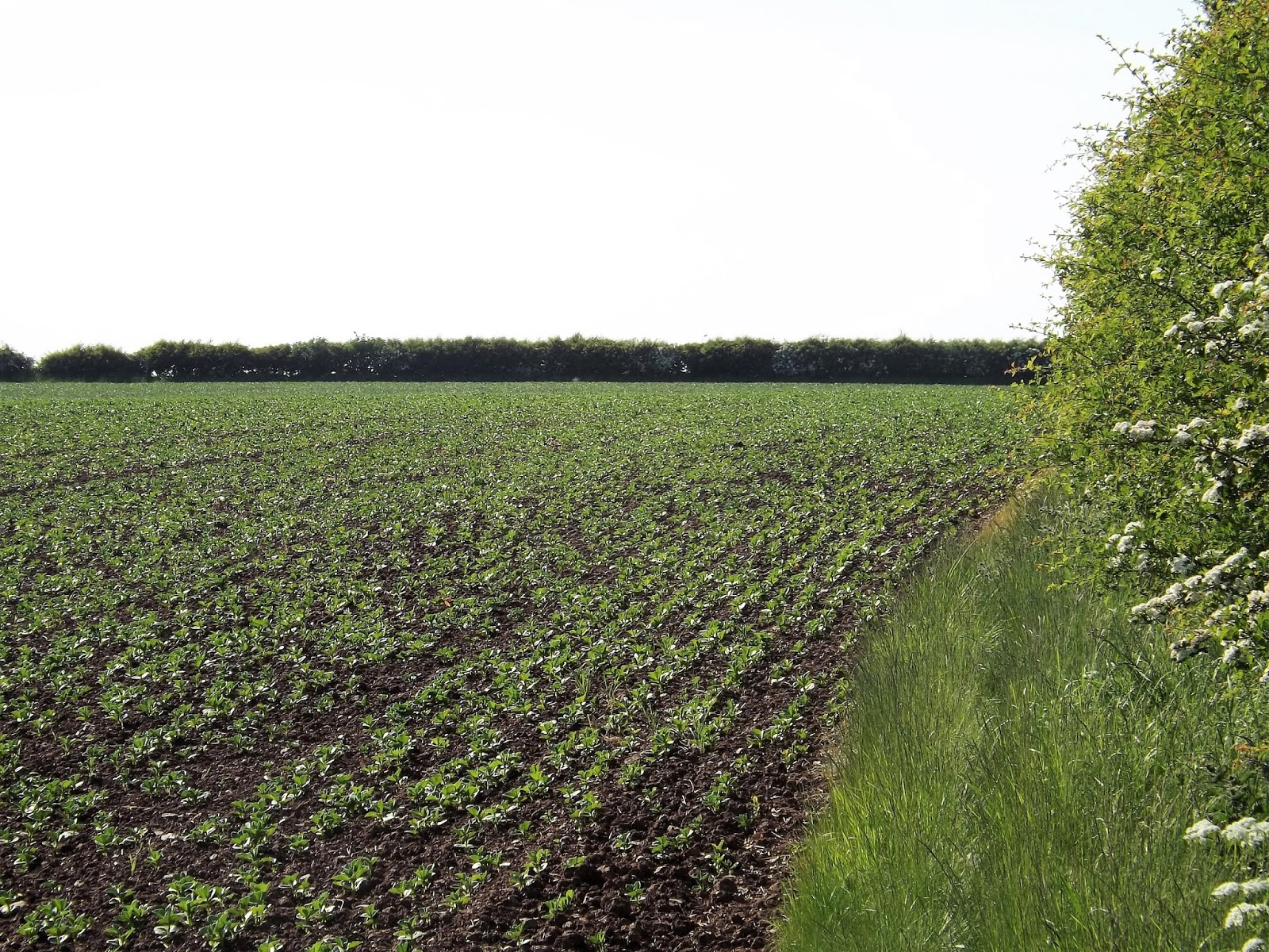 JJ's Wargames: Battle of Stoke Field, 16th June 1487
