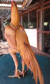 Breeding strategies for improving performance of Kuchi chicken ecotype ...