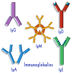 Quiz on Immunoglobulin Structure and Function