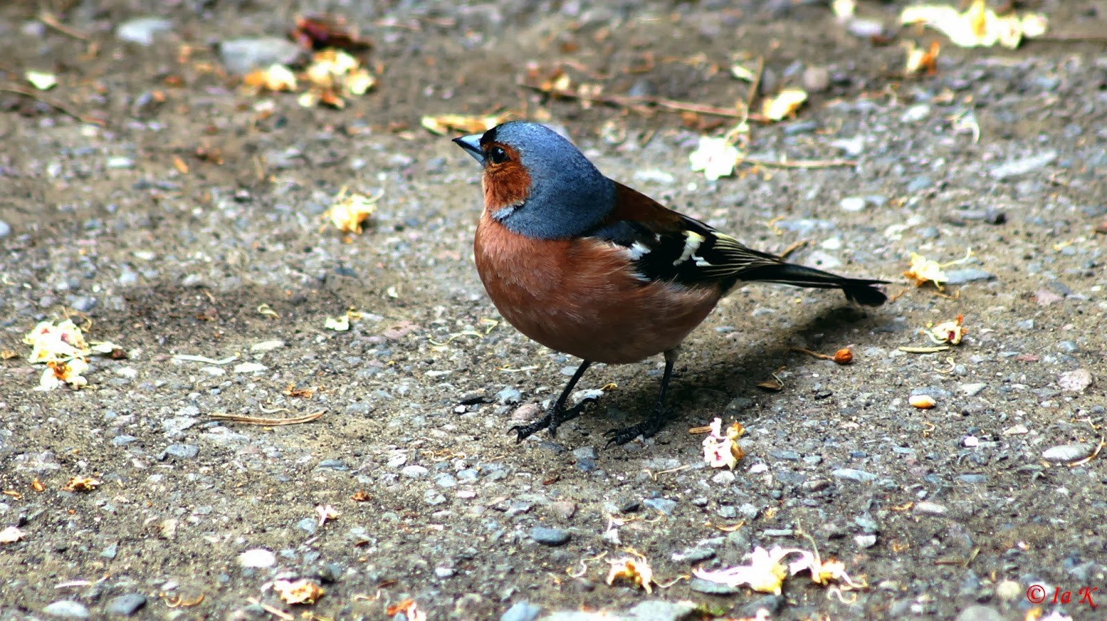 Birds (Avis) ჩიტები: Common Chaffinch (Fringilla coelebs) სკვინჩა