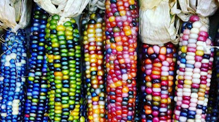 The Lost Sock : Carl's Glass Gems Corn Painting