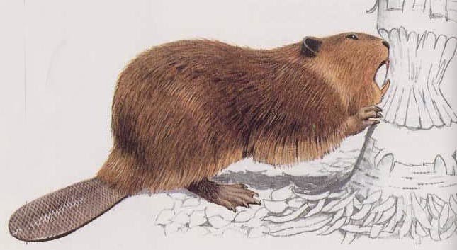 El castor en España: una oportunidad perdida