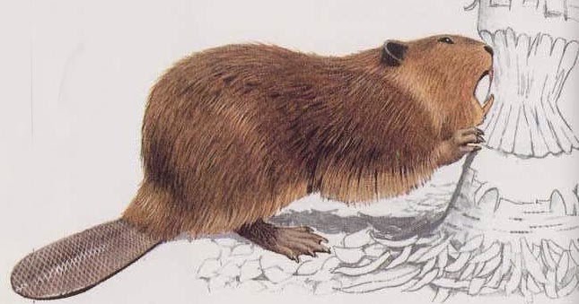 El castor en España: una oportunidad perdida