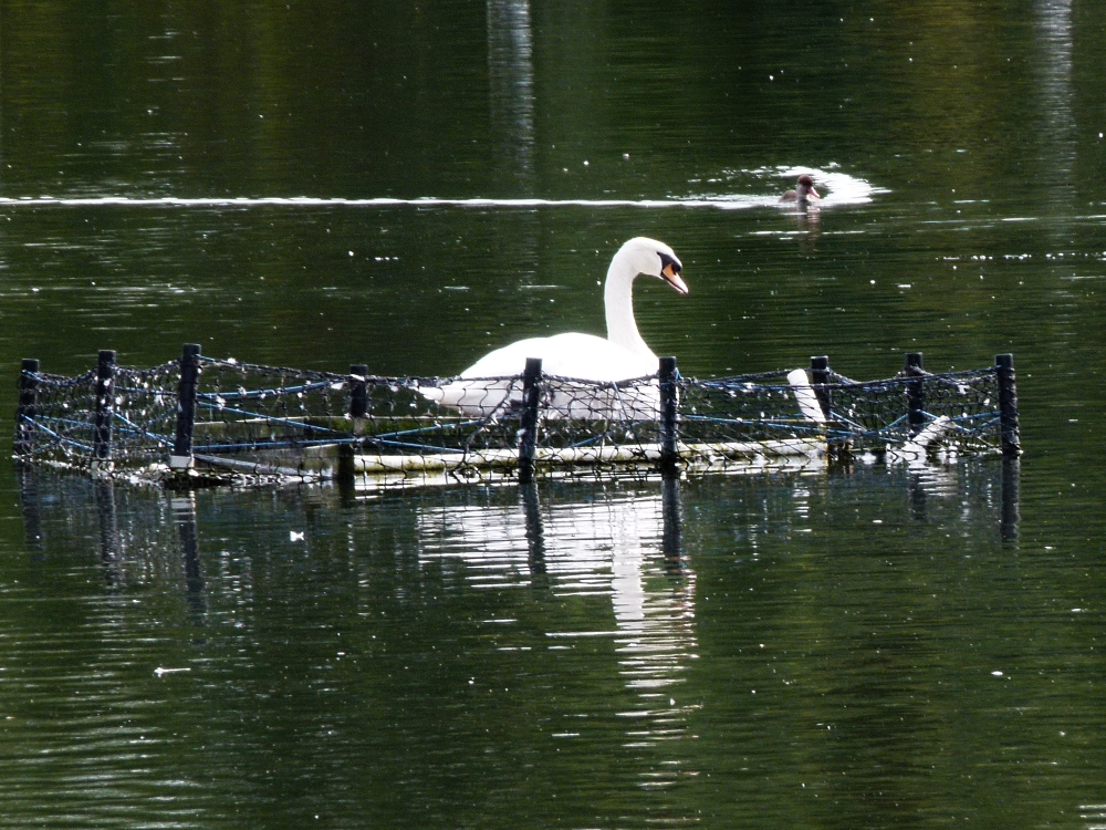 Kensington Gardens and Hyde Park birds