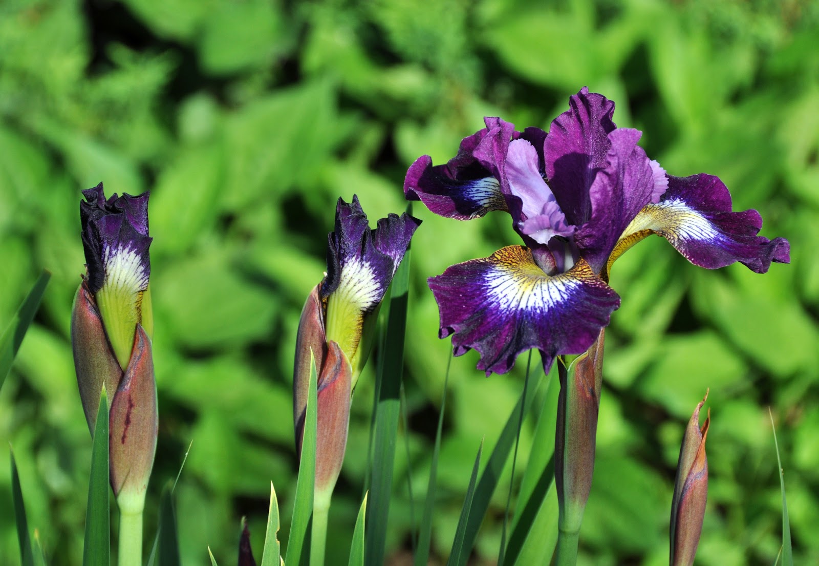 Labyrinth by the Bay: Peonys, foxgloves, and Iris, oh my!