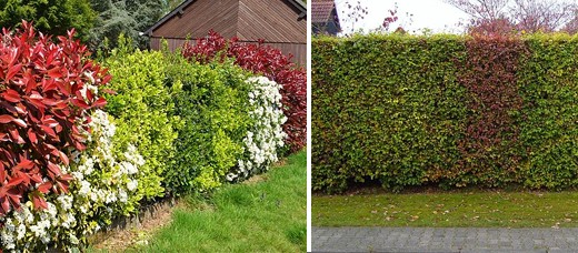 Pro inspiraci i přes plot skočím | Vysněná zahrada