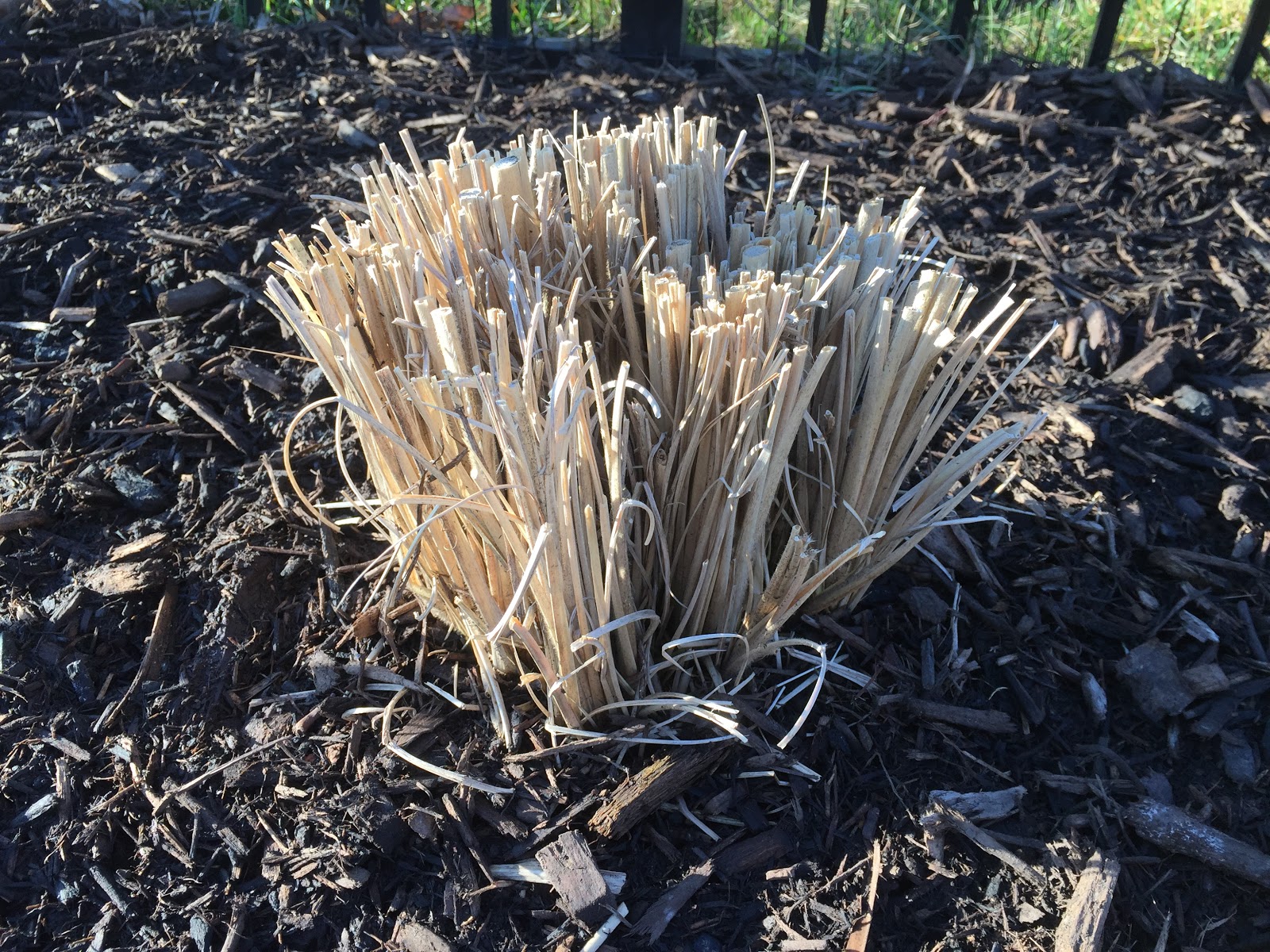 Which Ornamental Grasses Wake Up in April? [Backyard Neophyte ...