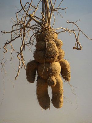 Xing Fu: CHINESE KNOTWEED ROOTS SHAPED LIKE HUMANS