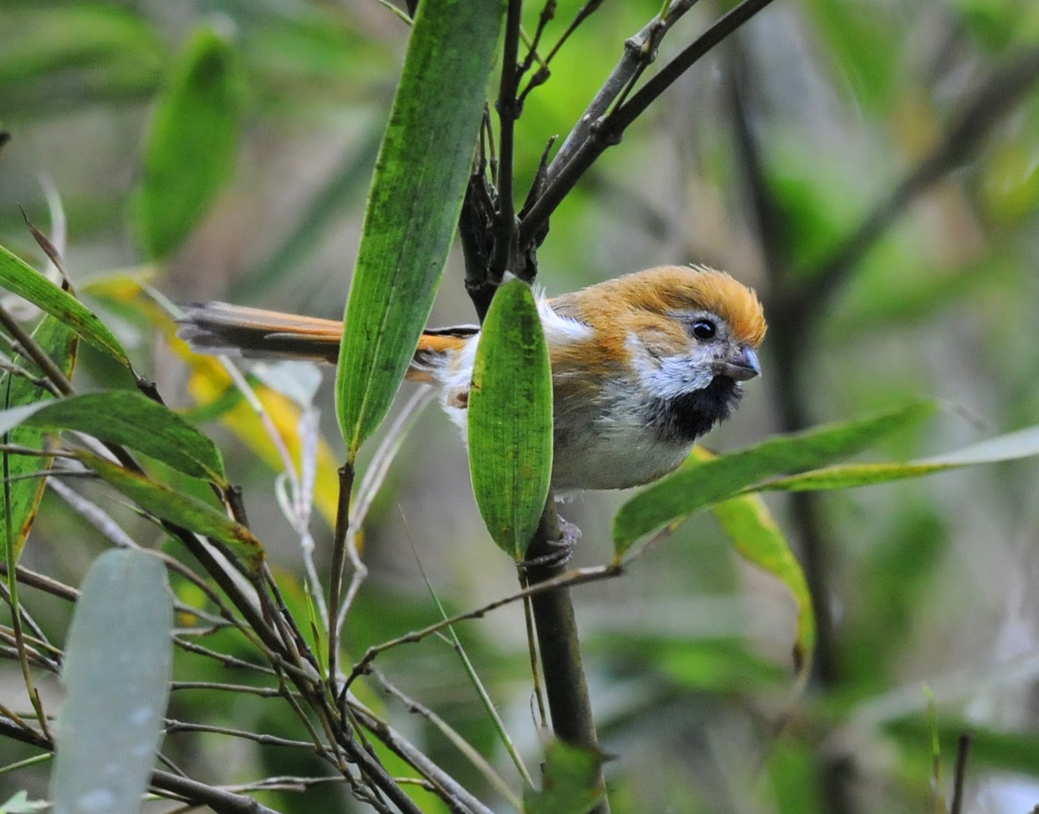 ZOOTHERA BIRDING BLOG: May 2014
