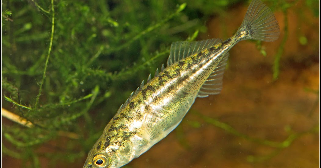 Studio Kwaak: Pungitius pungitius (tiendoornige stekelbaars).