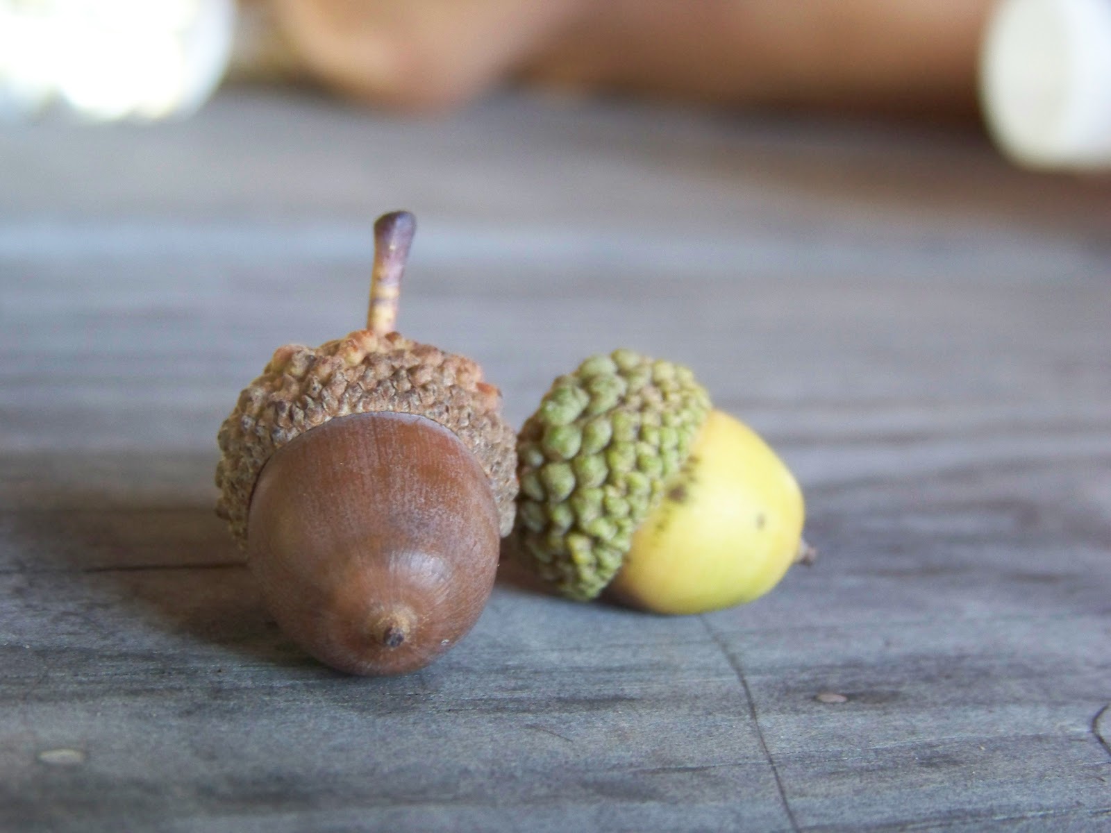 A Wise Woman Builds Her Home: Let the Fall Fun Begin!