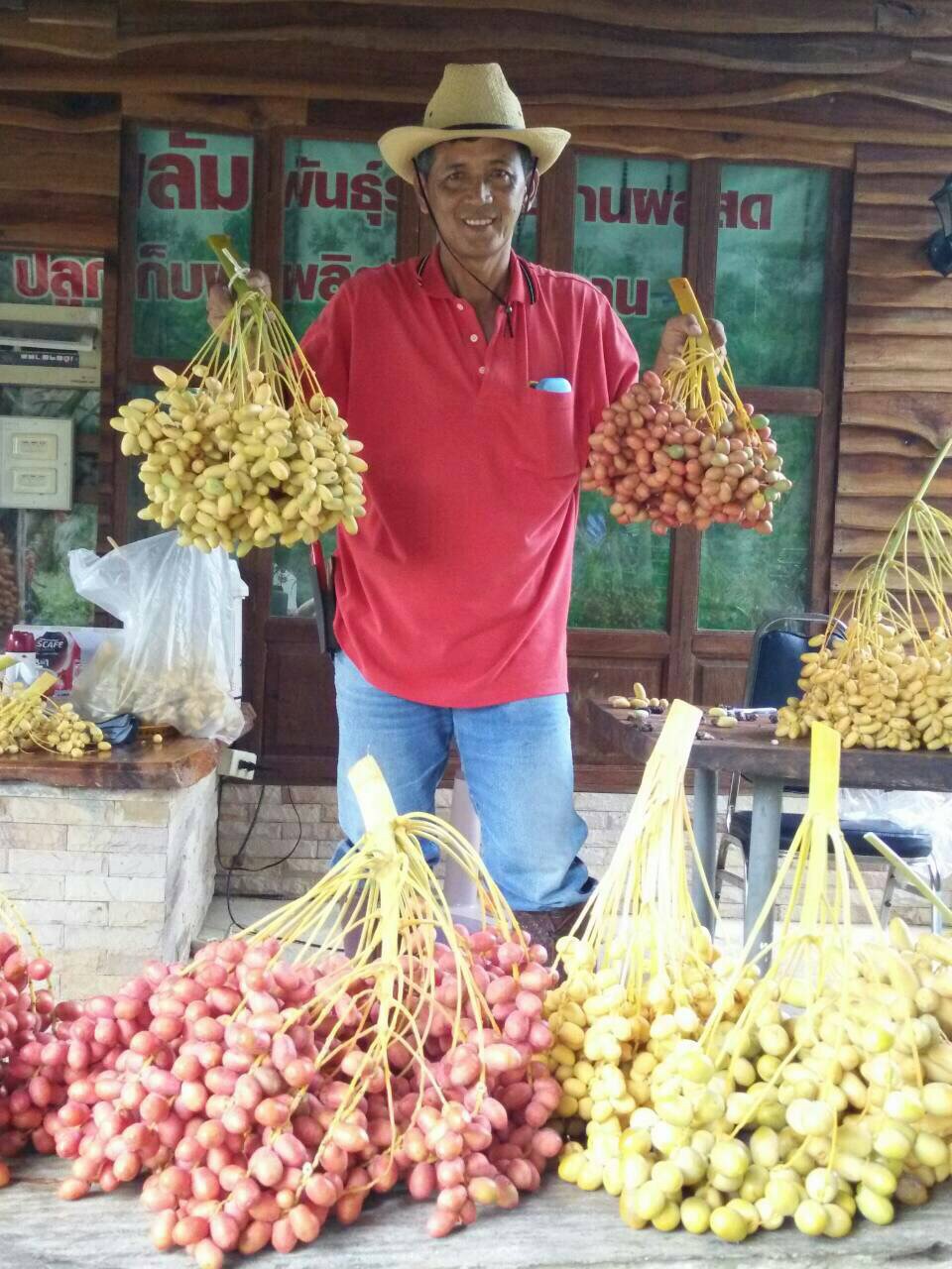 http://agrohias.blogspot.com: Iklim Malaysia Sesuai Untuk Tanaman Kurma