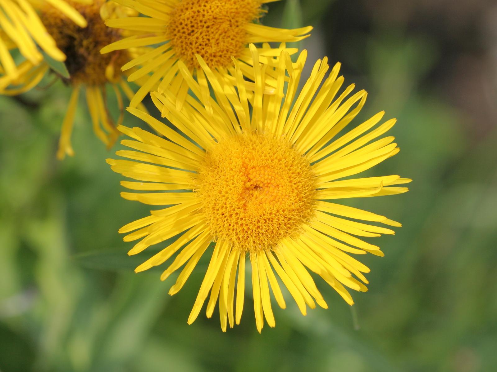 Inula - Flowers