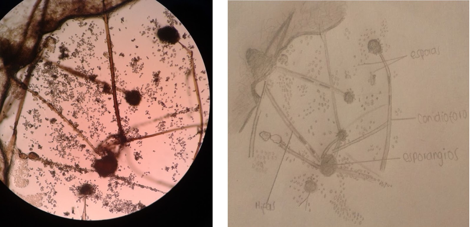 ,biología vegetal I