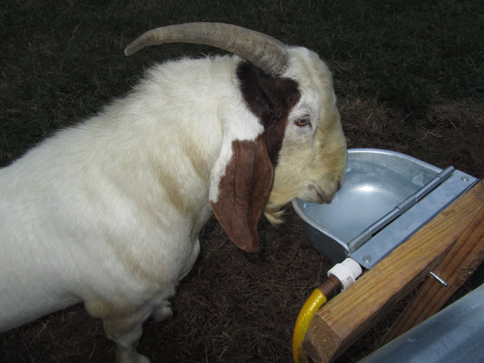 Farm & Family: And then there were goats....