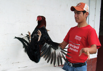 Gallos Y Galleros: Punteo.