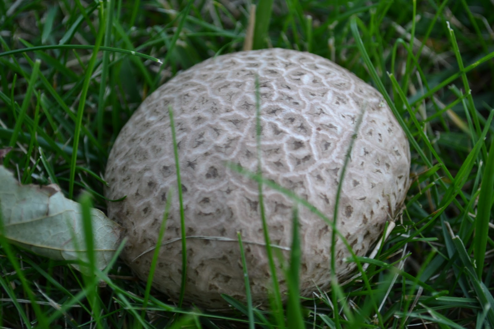 Kids e-Connection: Puffball Fungus
