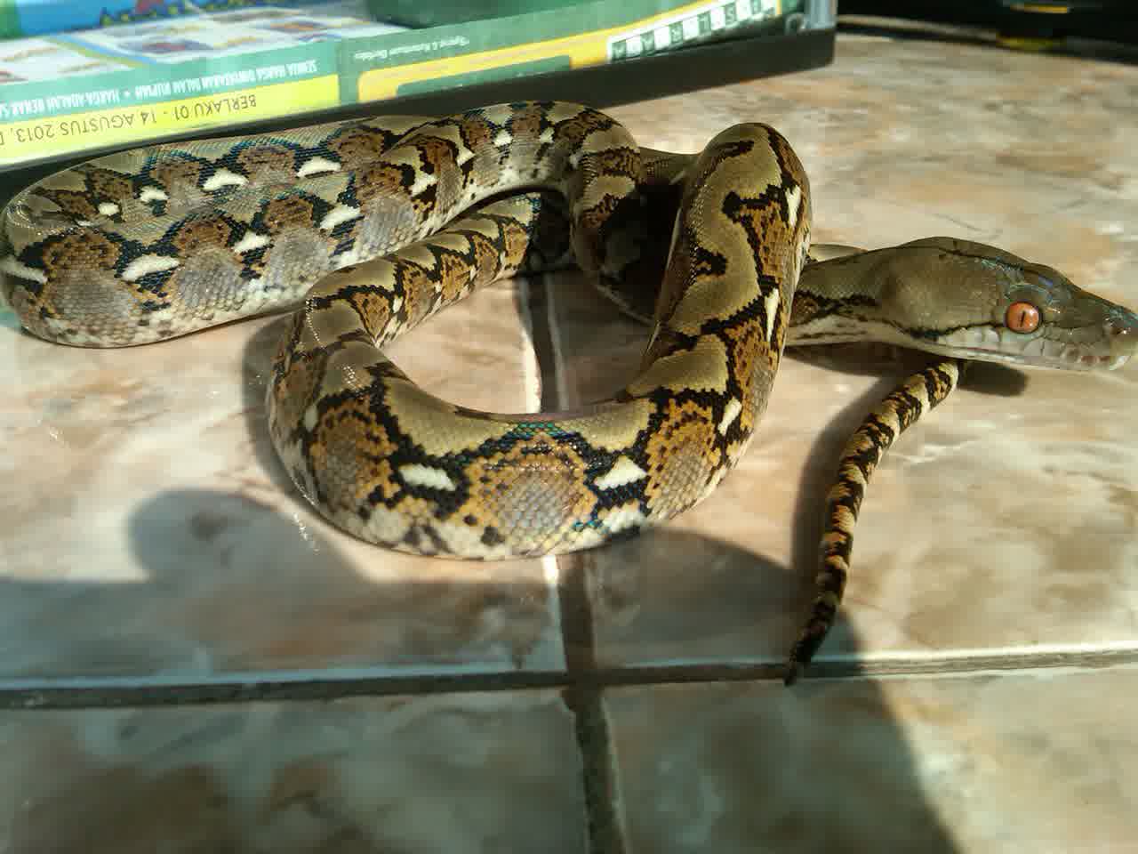 Jual Ular retic baby bali | Hewan Indonesia dan Jual Beli