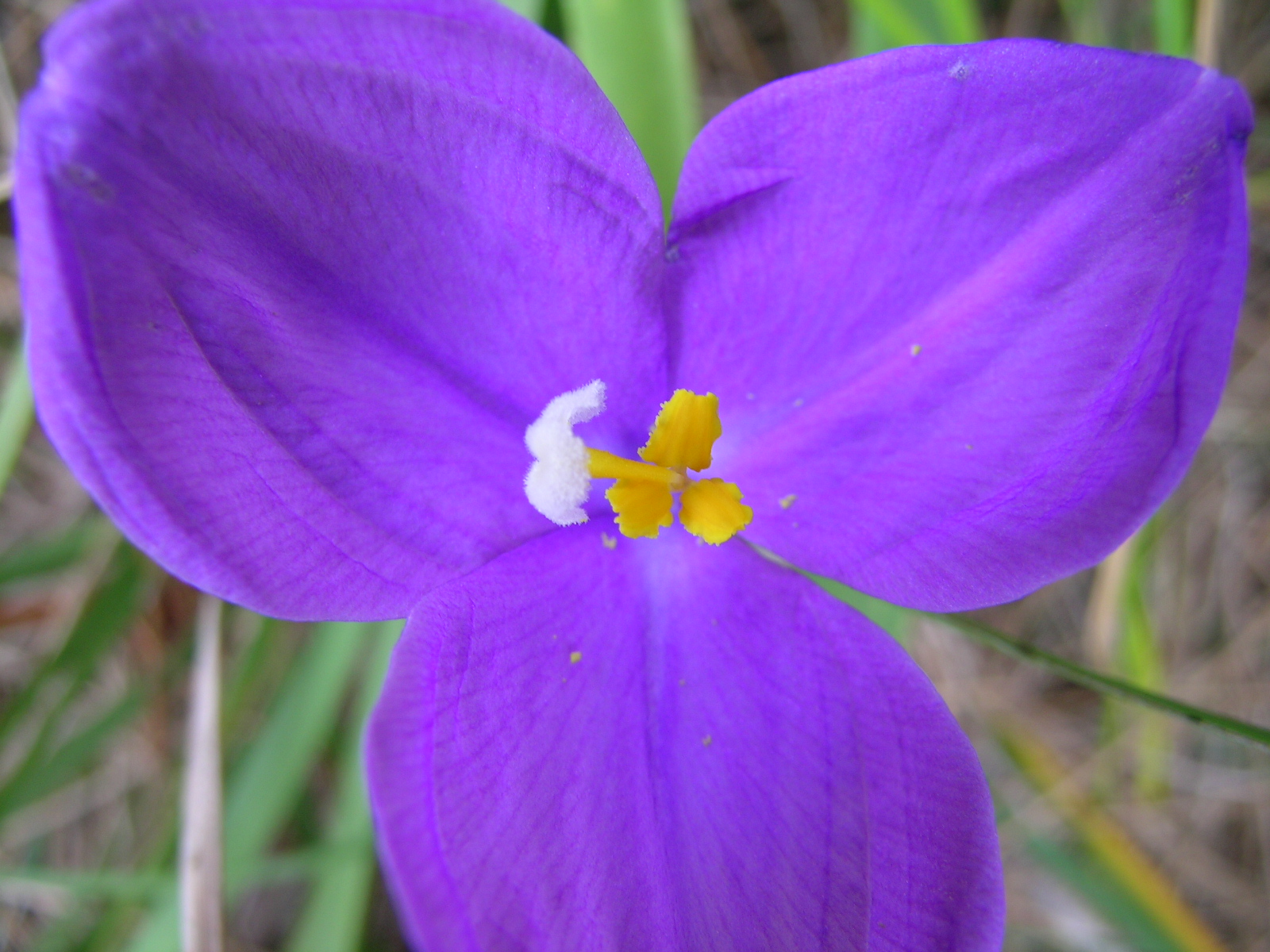Plant World: Patersonia sericea