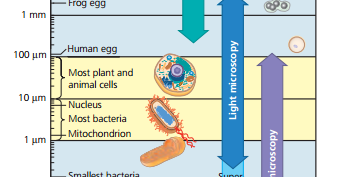 LEARN BIOLOGY: Biologists use microscopes and the tools of biochemistry ...