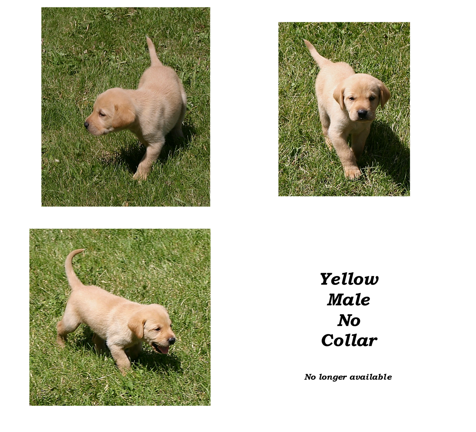K and R Labradors: Puppies pictures 4 weeks old