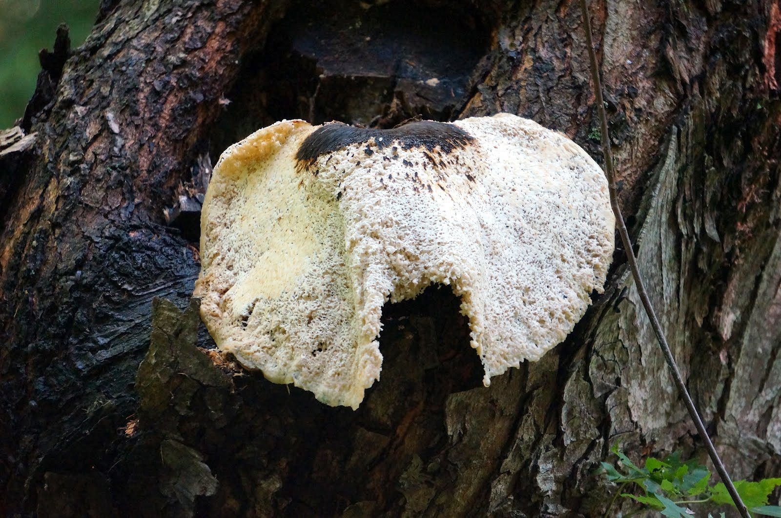 Arista Ramblers: Port Burwell, August 10-12 2012