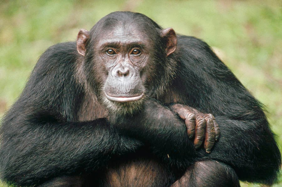 Animali di Potere: febbraio 2015