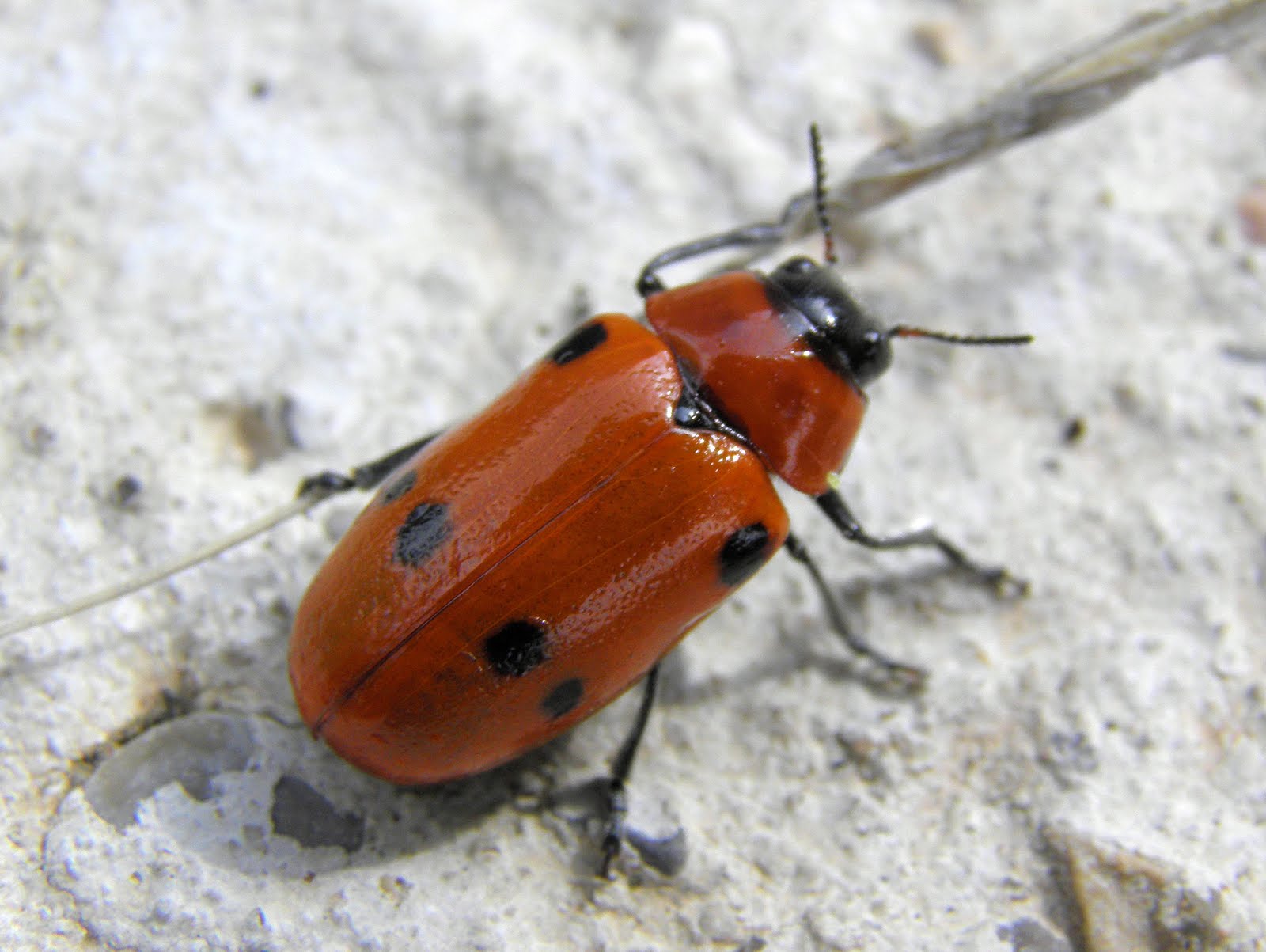 Taxonomia Comunidad Valenciana: Phylum Arthropoda Clase Insecta