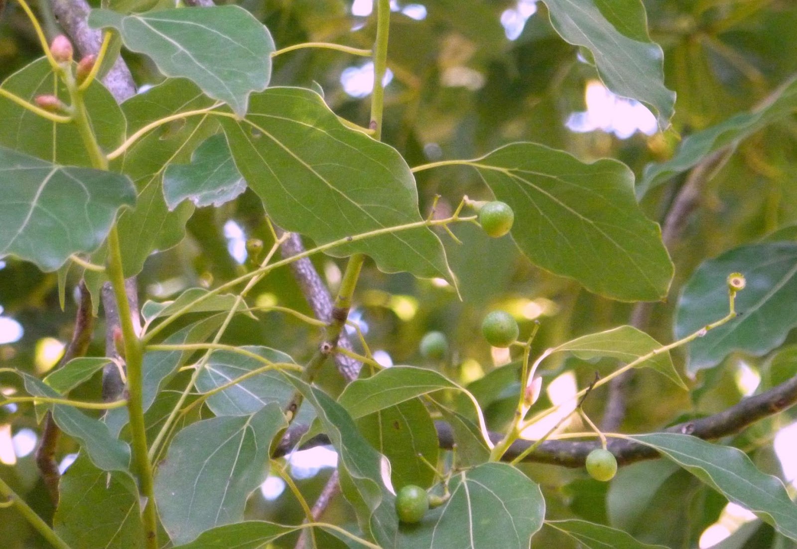 Árboles con alma: Alcanfor. Camforer. (Cinnamomun camphora) )