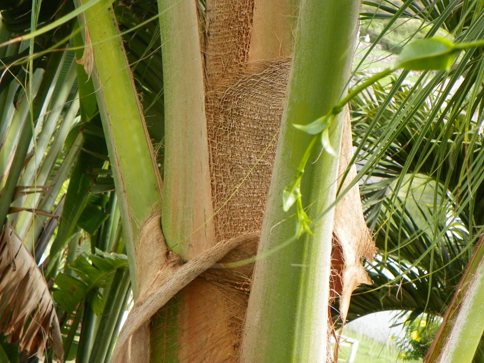 ISLES of the SEA: COCONUT TREE & FAN PALM