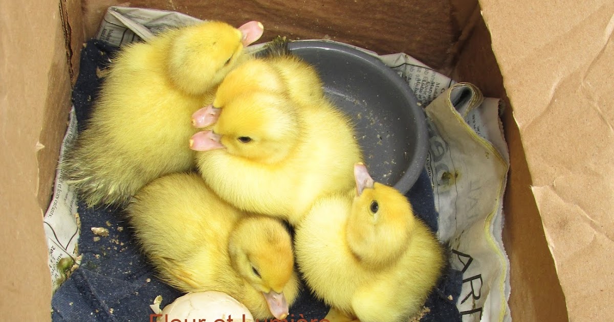 Fleur et Lumière: Canetons barbarie nés 1 journée avant la photo et un ...